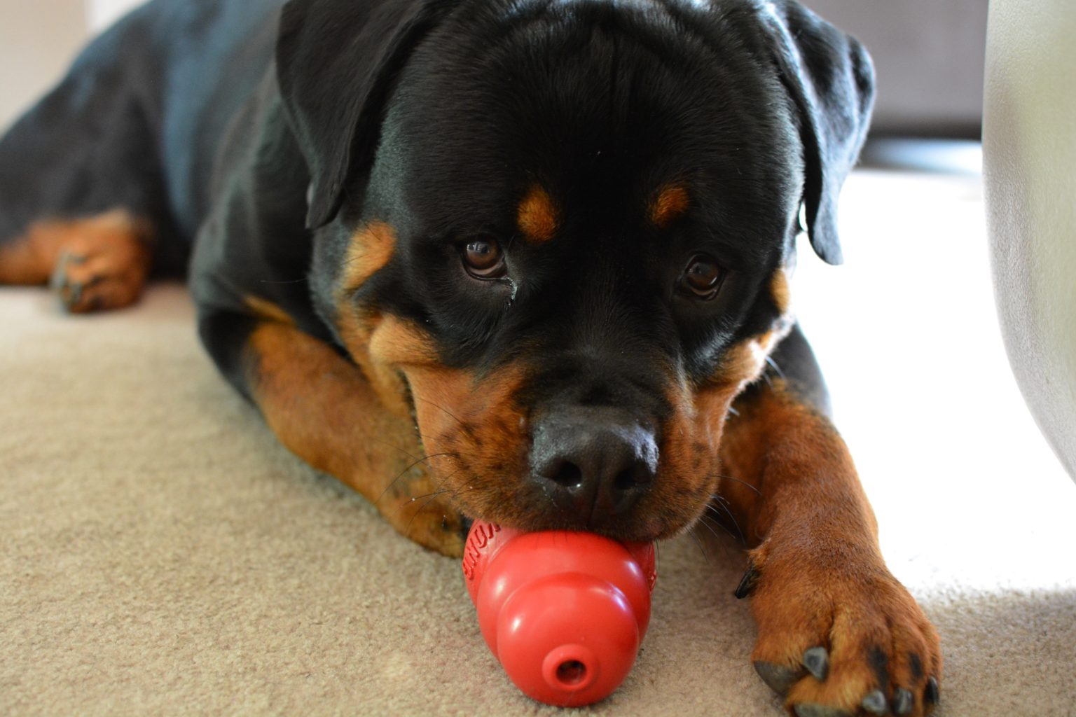 Homemade Dog Treat Toy Filling Recipe - {Not Quite} Susie Homemaker