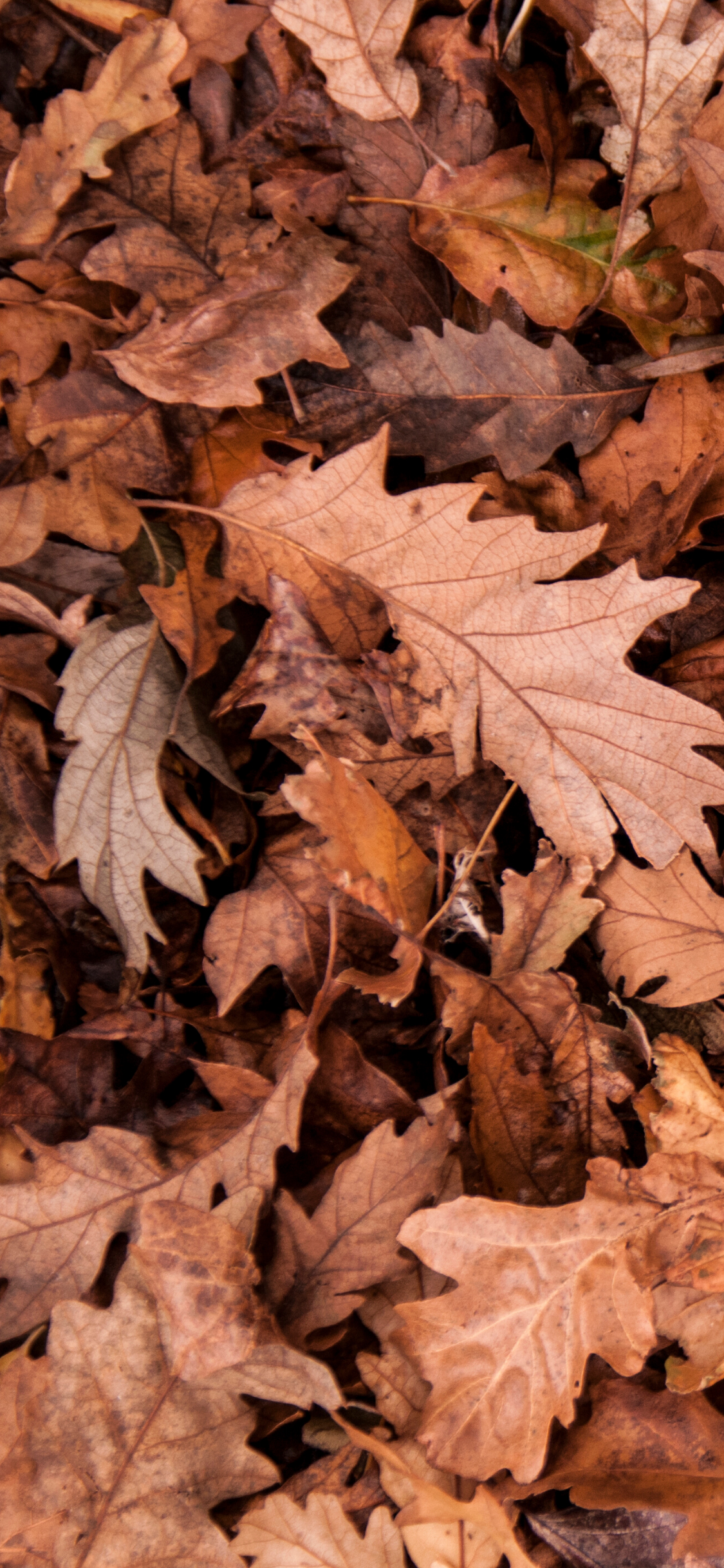 Download Fall Wallpapers for Free- Over 20 Designs to Choose From ...